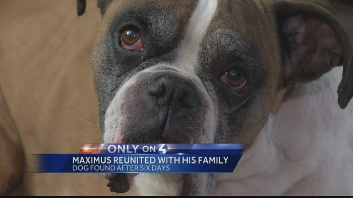 Maximus the dog is reunited with his family