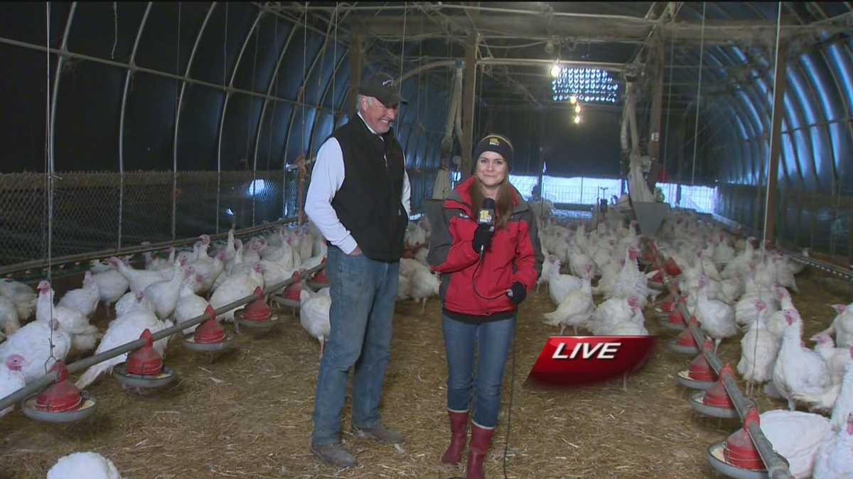 Ava talks turkey farming at Reynolds Farm