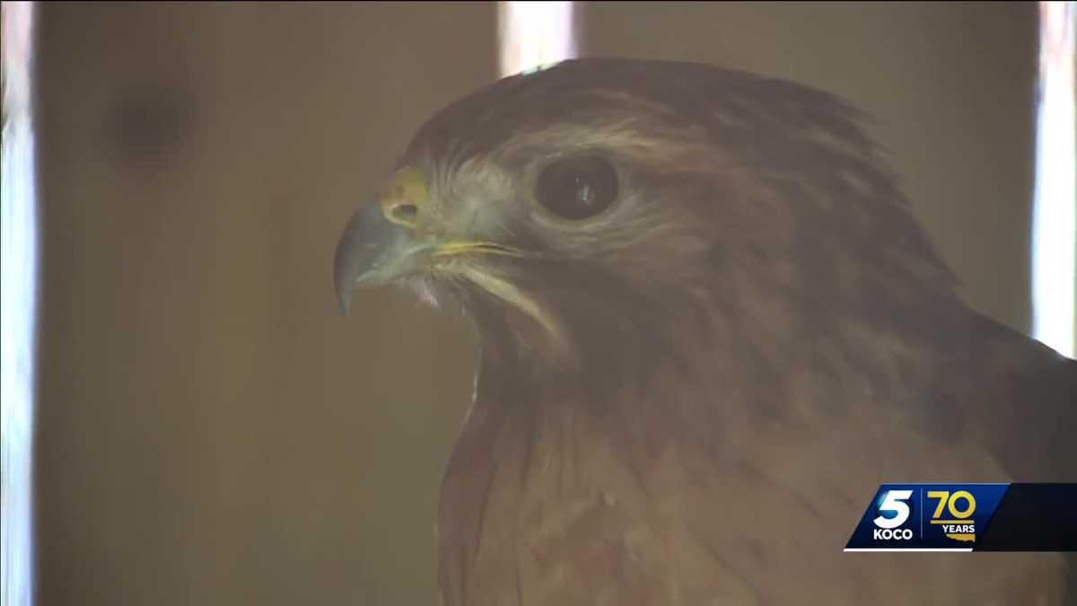 Oklahoma birdwatcher rescues injured hawk after spinal injury