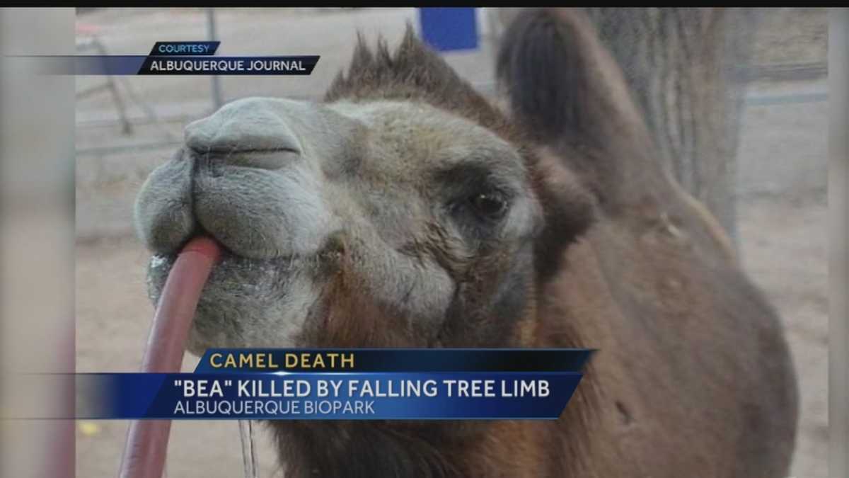 Biopark Camel Death