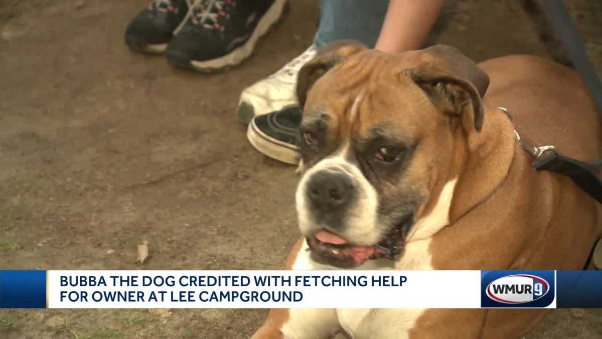 Hero dog Bubba credited with fetching lifesaving help for owner