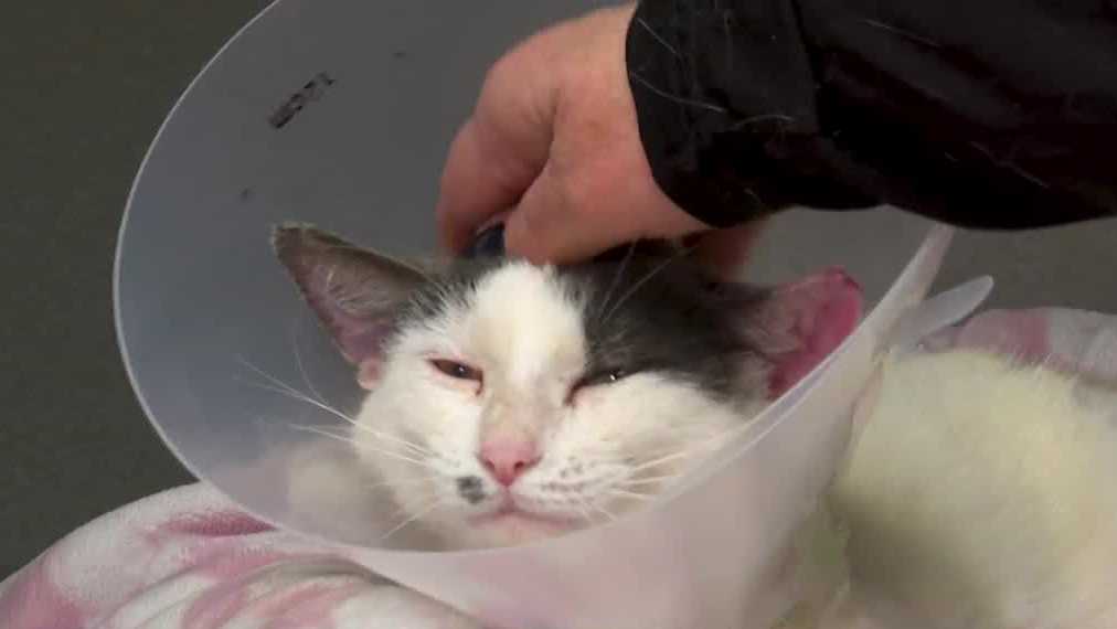 Iowa cat recovering from burns at Animal Lifeline of Iowa