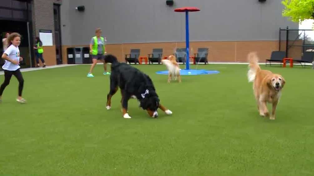 Paws and Pints dog park to open for metro furry friends