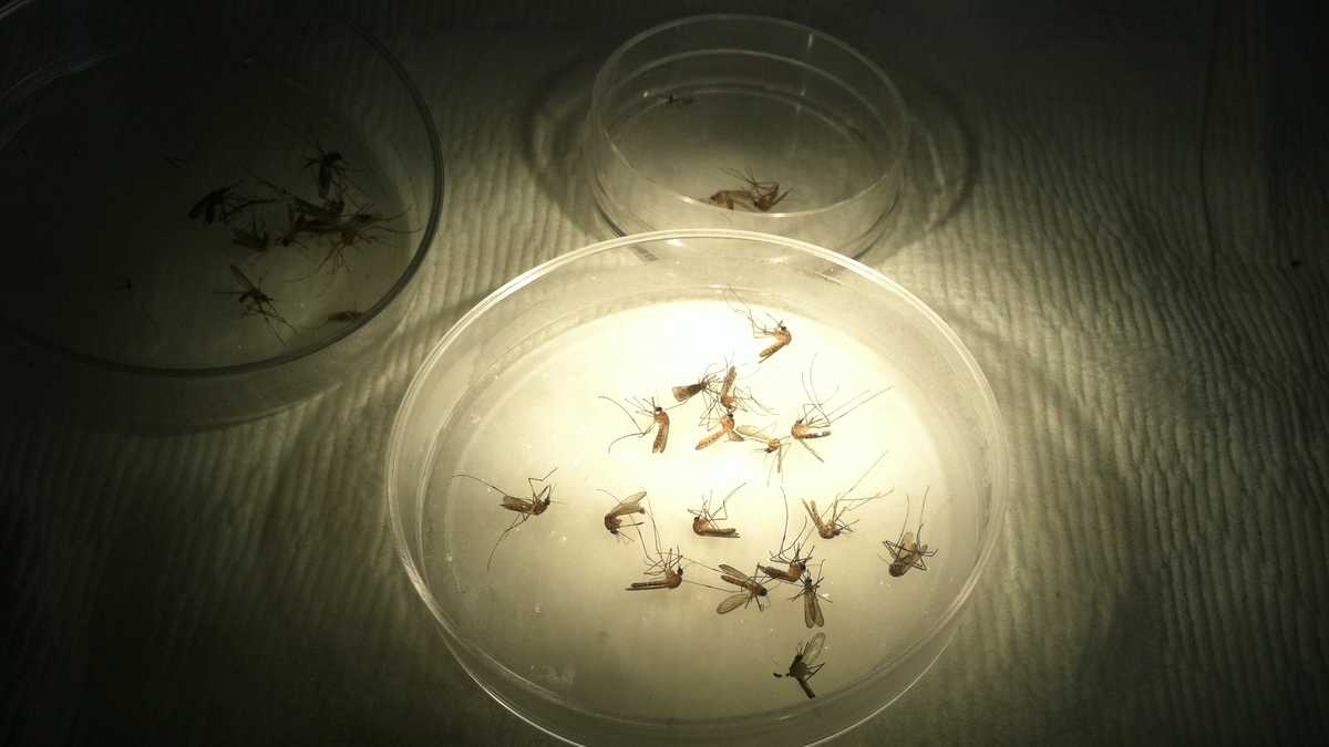 Mosquito testing underway after West Nile discovered