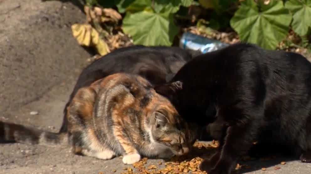 Stockton animal rescue group to help dozens of feral cats