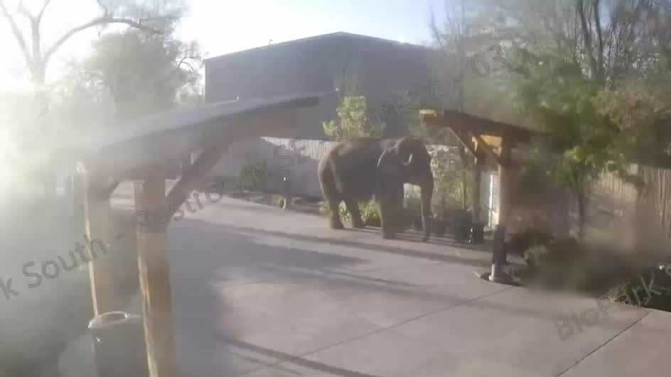 Security video captures Alice the elephant’s great escape