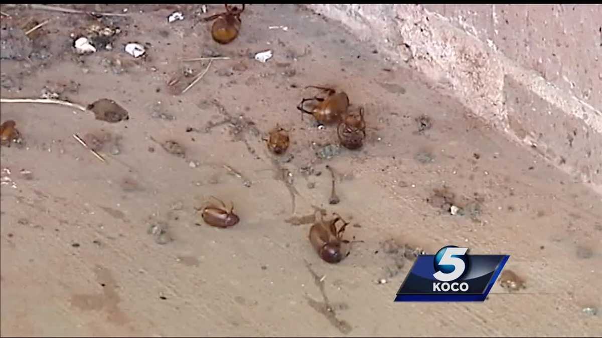 How to deal with pesky June bug invasion