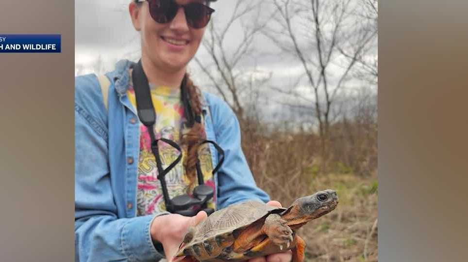Wildlife experts concerned over wood turtle population in Vermont