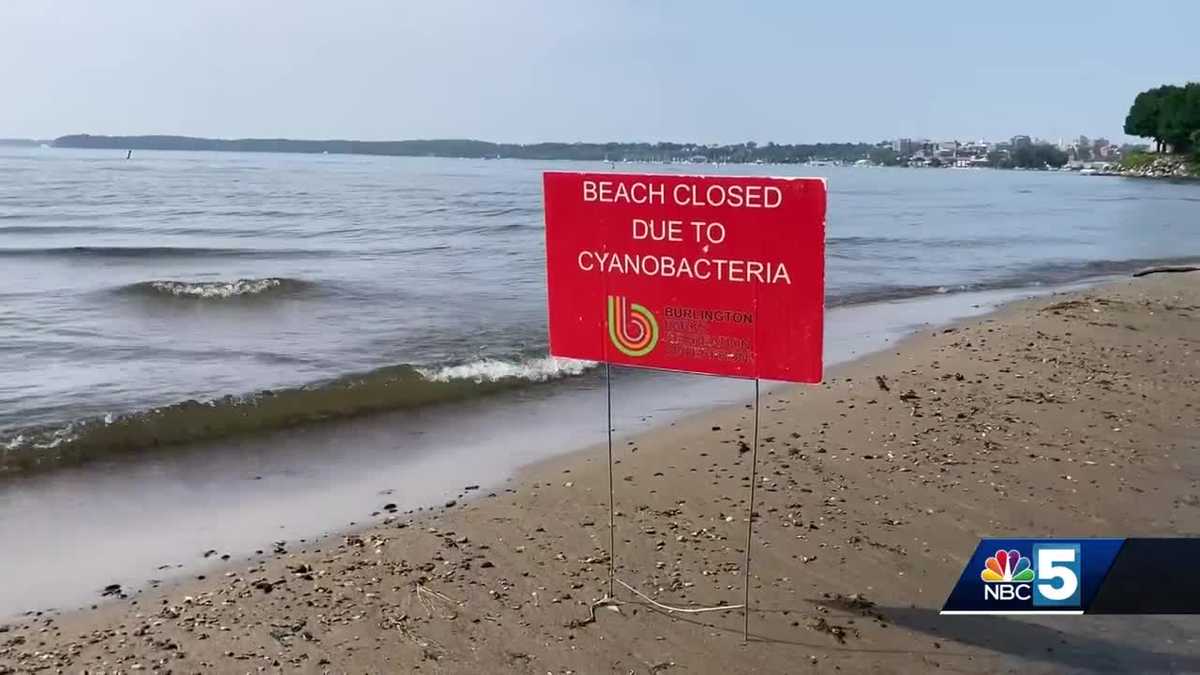 Several Burlington beaches closed due to cyanobacteria blooms