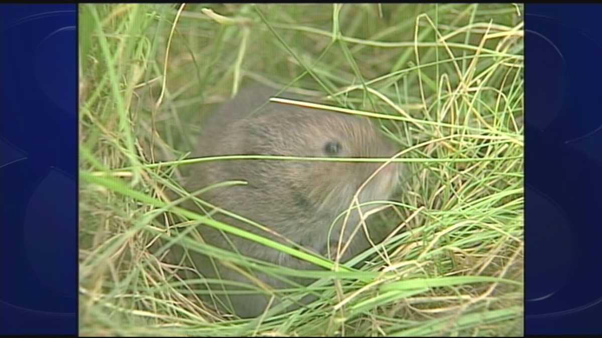 Wild Moments: Meadow voles digging in to local lawns, gardens