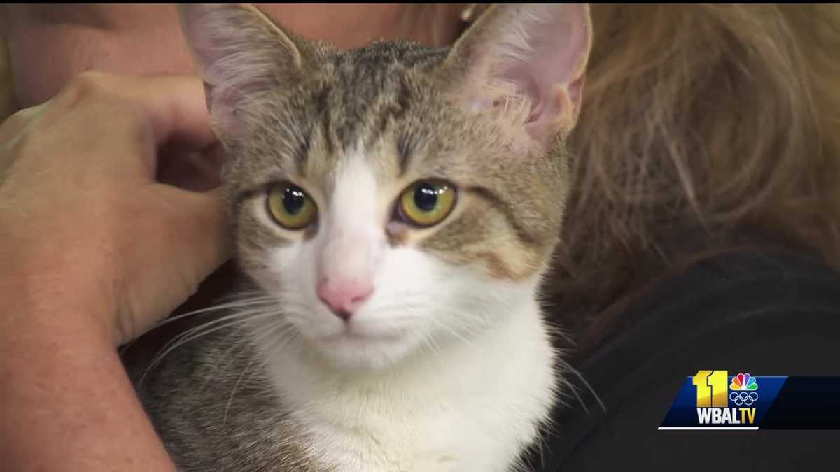 Meet Oliver: a sweet cat ready for adoption at the SPCA