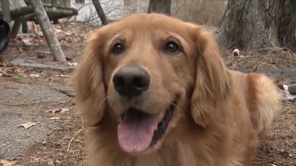 Concord couple's dog returned after overnight burglary