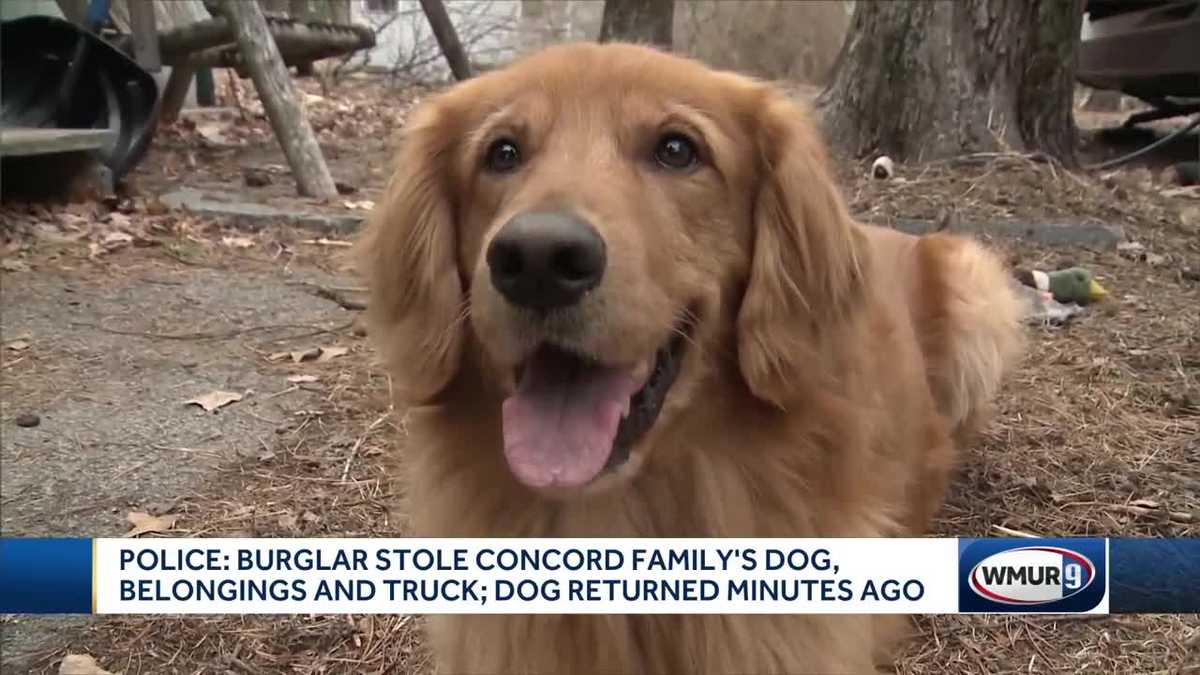 Concord couple's dog returned after burglary