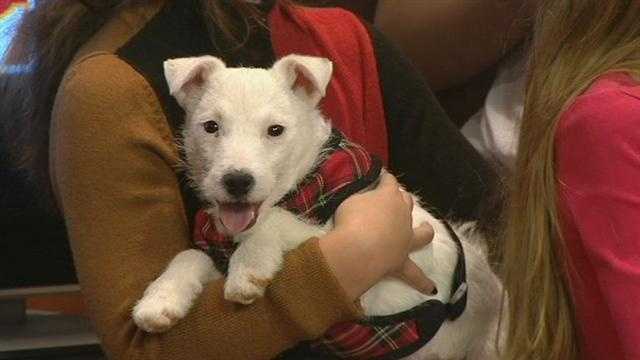 Pet Of The Week: Cheer and Friends
