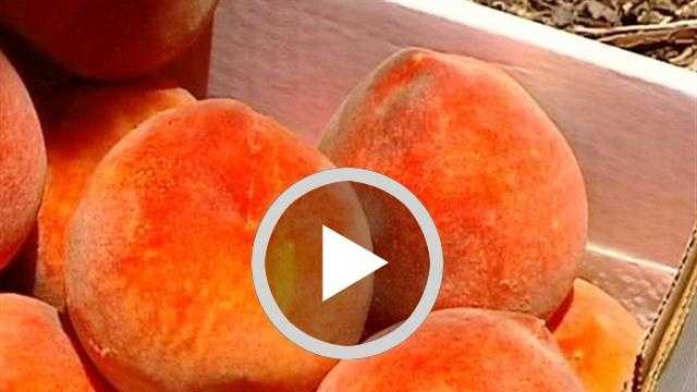 South Carolina Peaches Ready To Be Picked