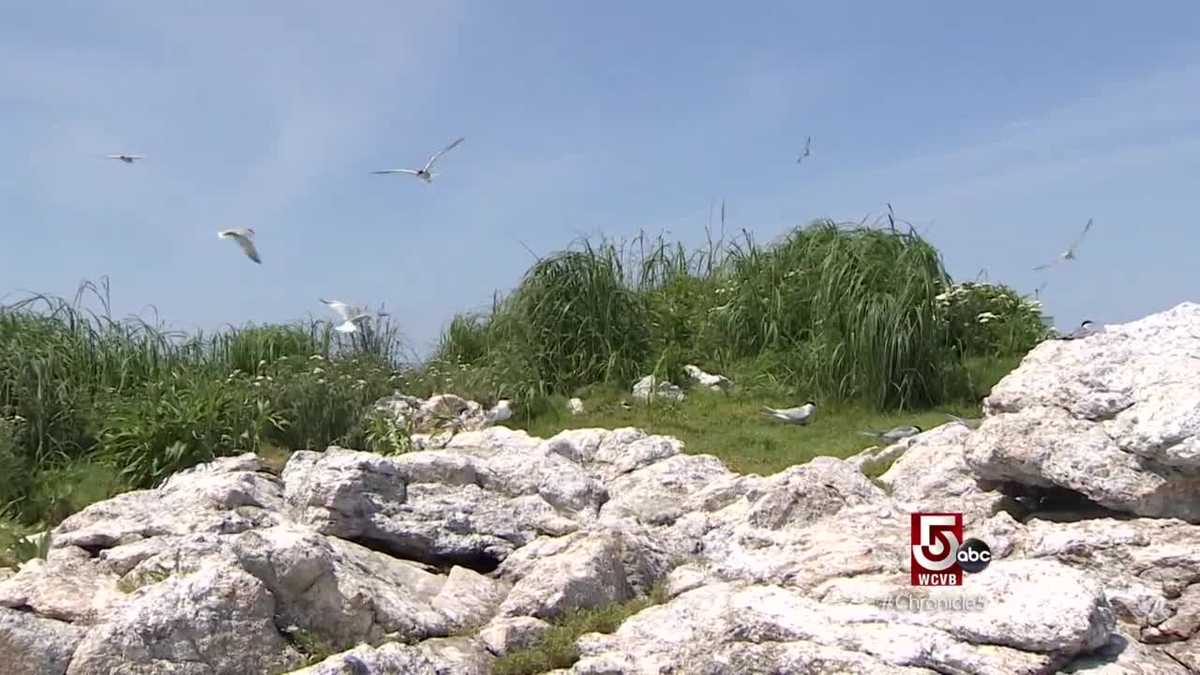 An Isles of Shoals Education