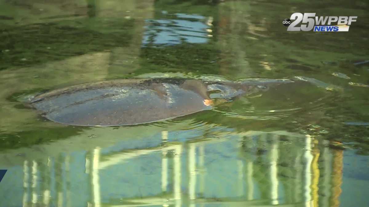 Manatee swimming in algae-infested water