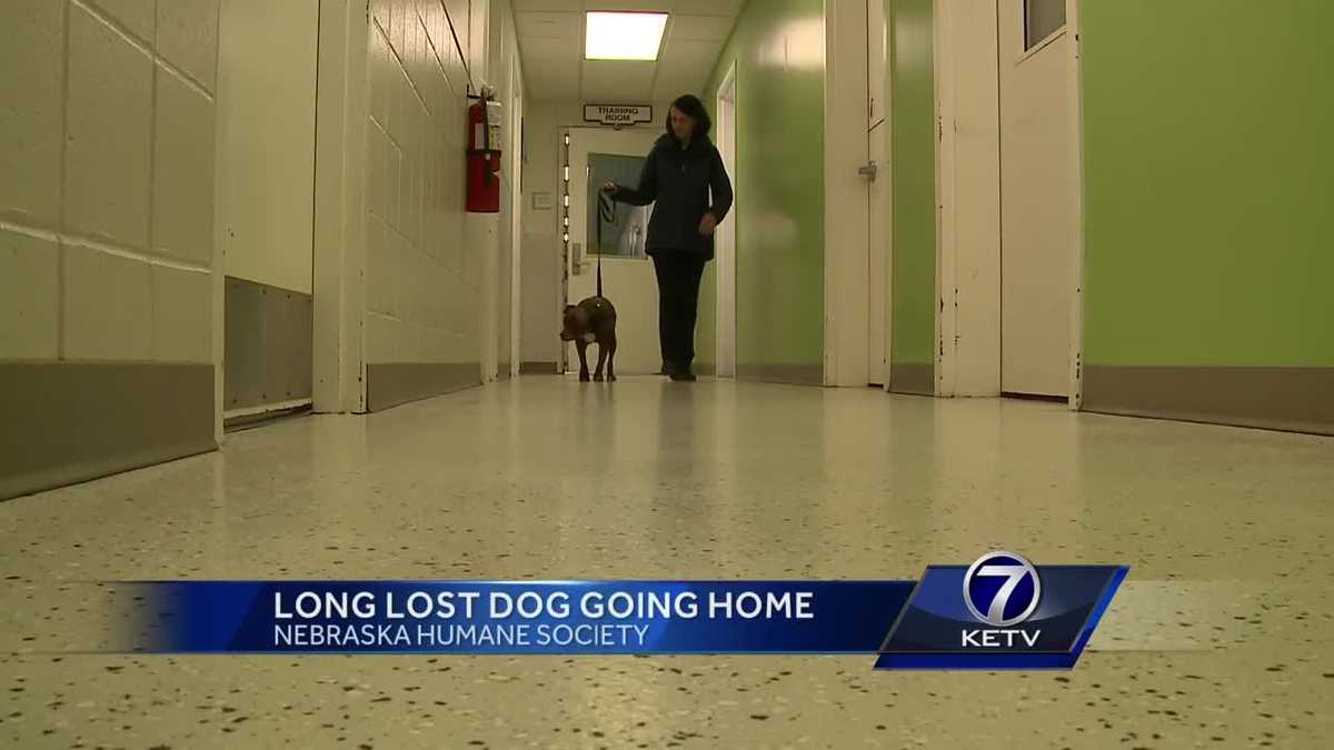 Long-lost dog going home