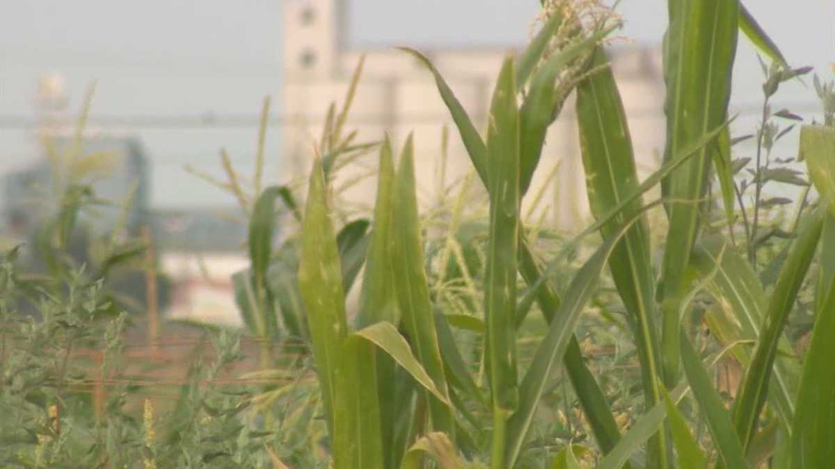 Marijuana tucked between rows of corn in huge SJ County pot bust