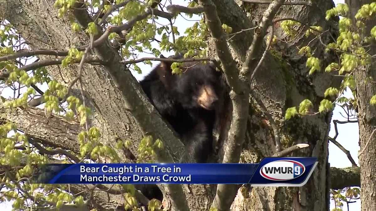 Bear tranquilized after climbing Manchester tree