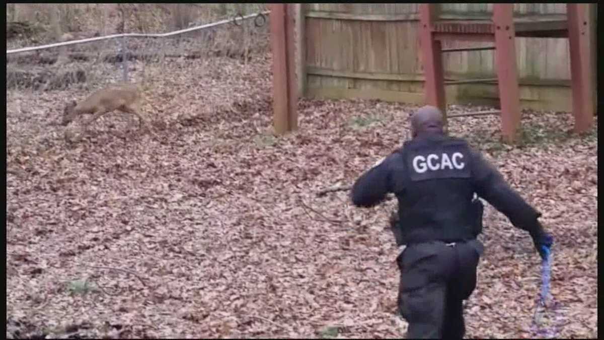 How to help a trapped deer