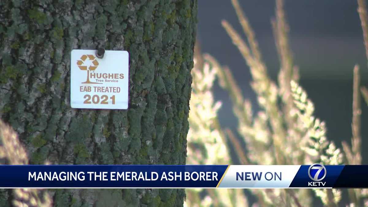 Nebraska Extension warns about EAB impacting Ash trees