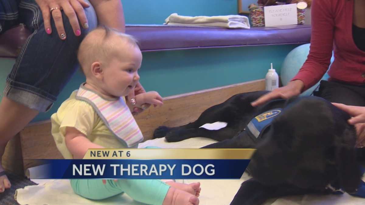 Watching this therapy dog play with toddlers will melt your heart