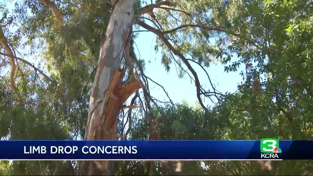 Tree limb drop season hits Sacramento