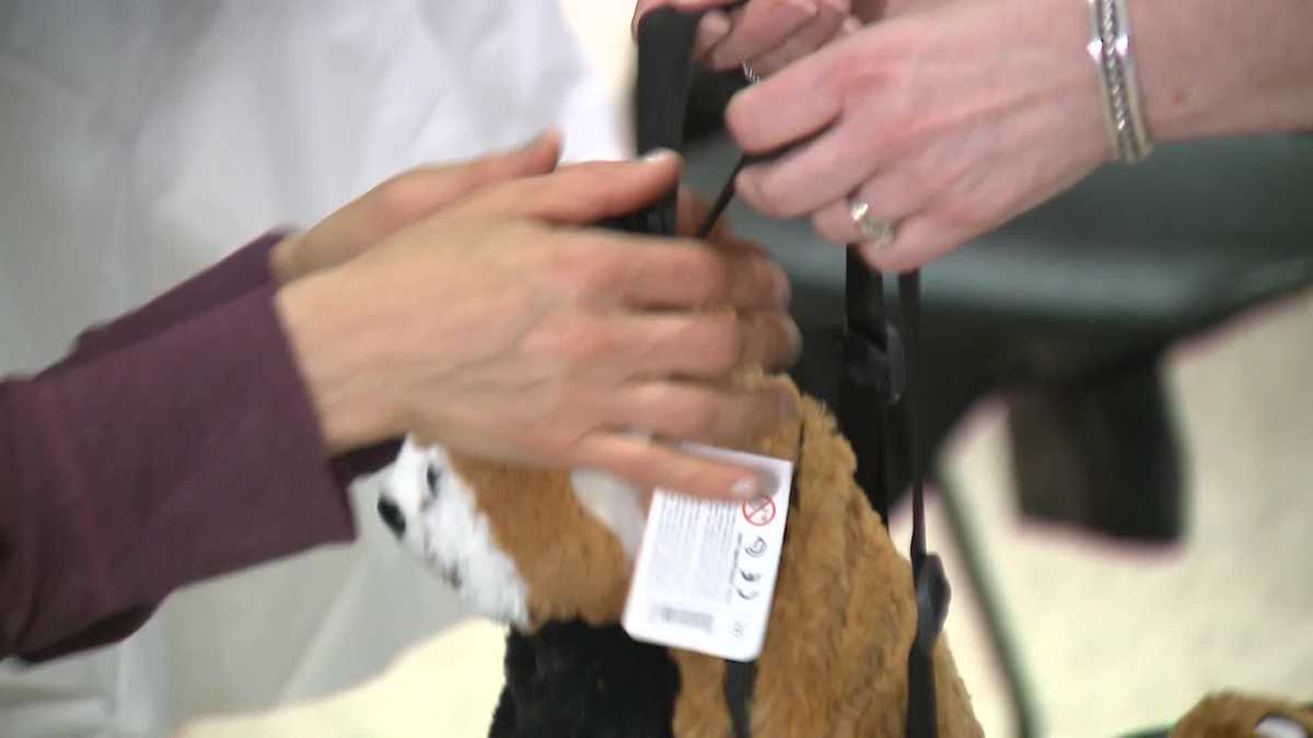 Boy's wish granted to see zoo's red pandas