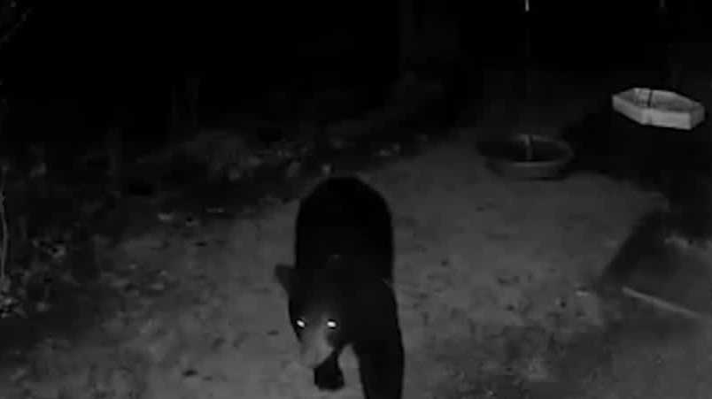 Bear spotted near Upper Burrell Township, Westmoreland County home