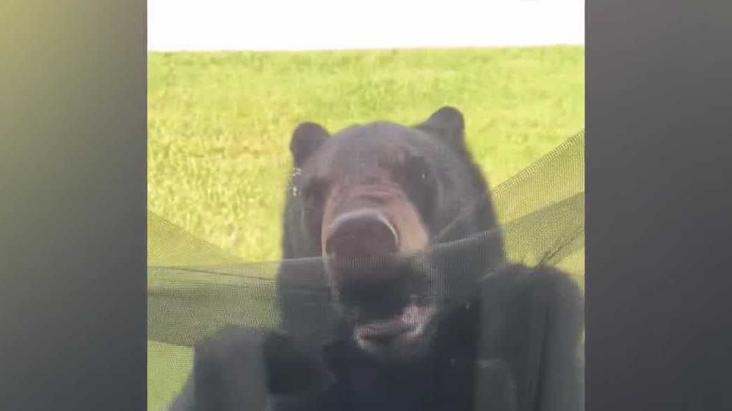Bear rips window screen in Immokalee neighborhood