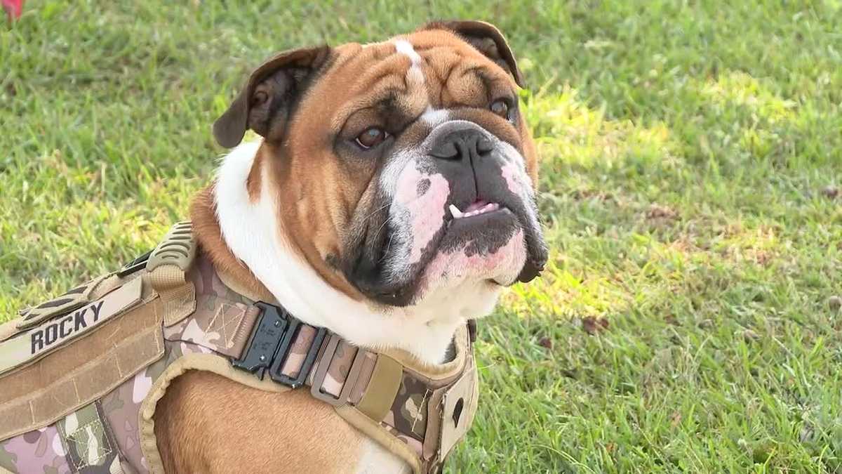 Georgia: Bulldog mascot 'Rocky' brings spirit, legacy to 3rd ID