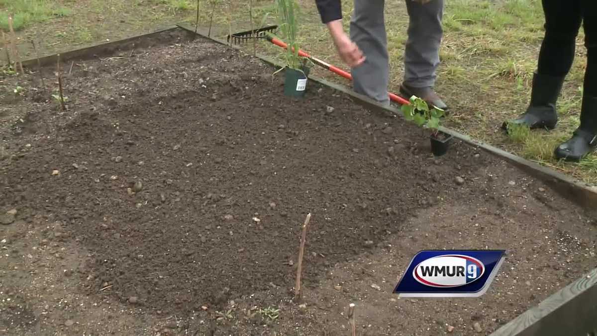 Grow it Green: Cover crops