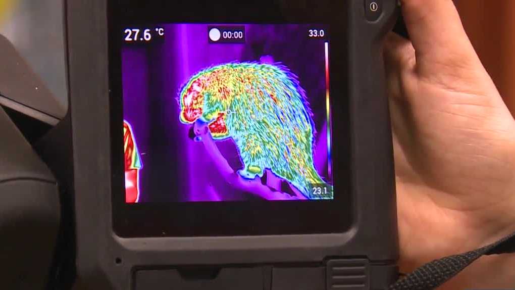 Infrared technology being used at Louisville Zoo to track health of ...