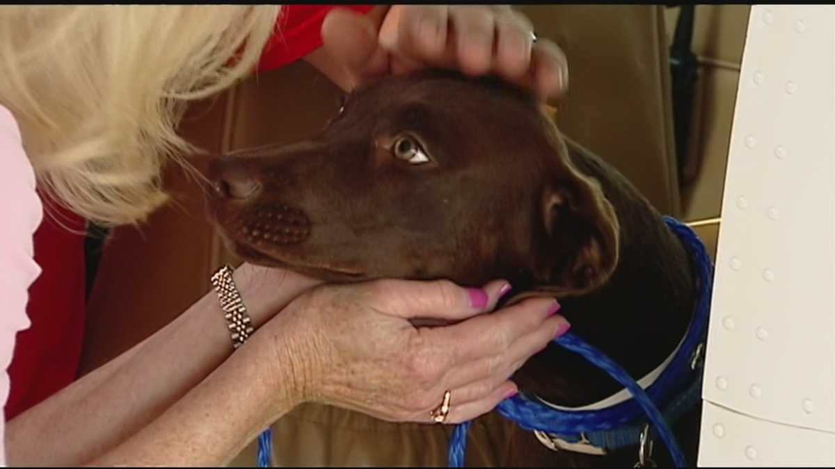 Pilots for Paws flying rescue animals all over the country