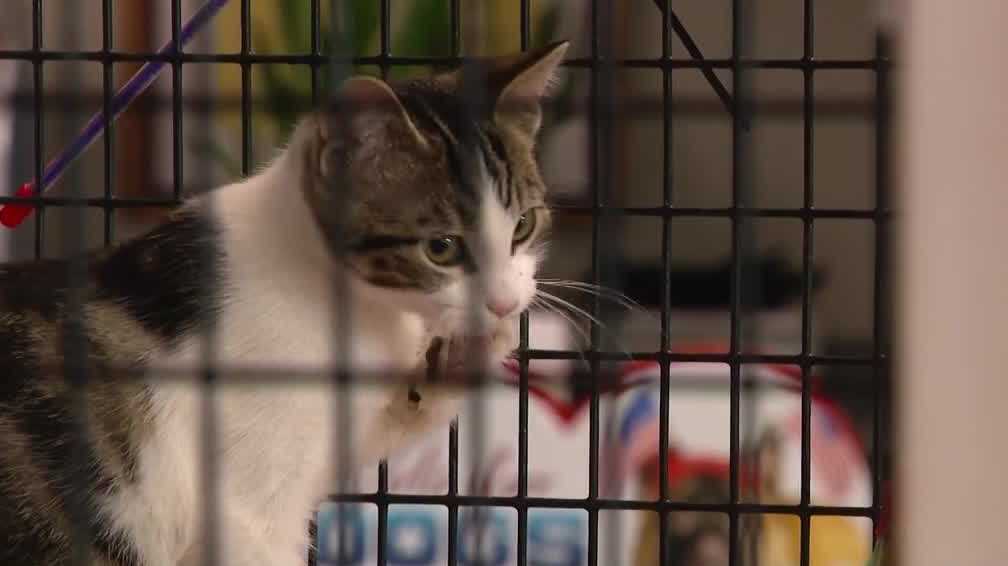 Animal Rescue League of Iowa hosts superhero adoption event