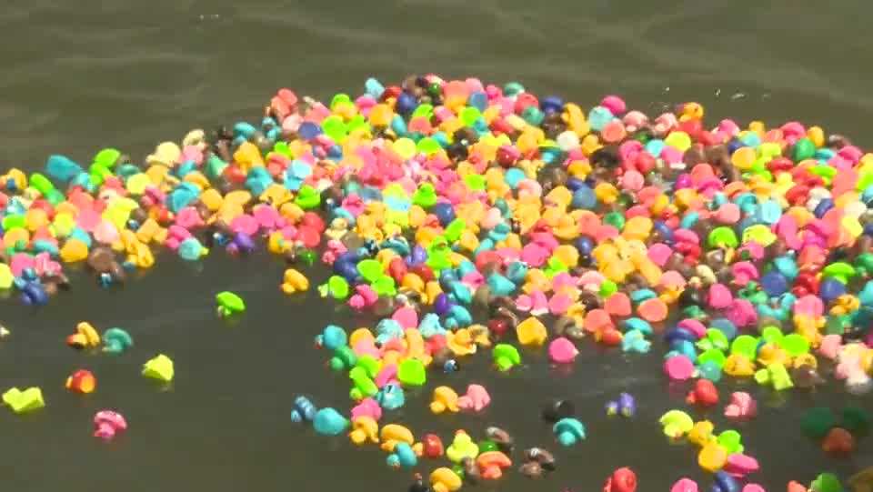 1,000 rubber ducks used in race to raise money for scholarships