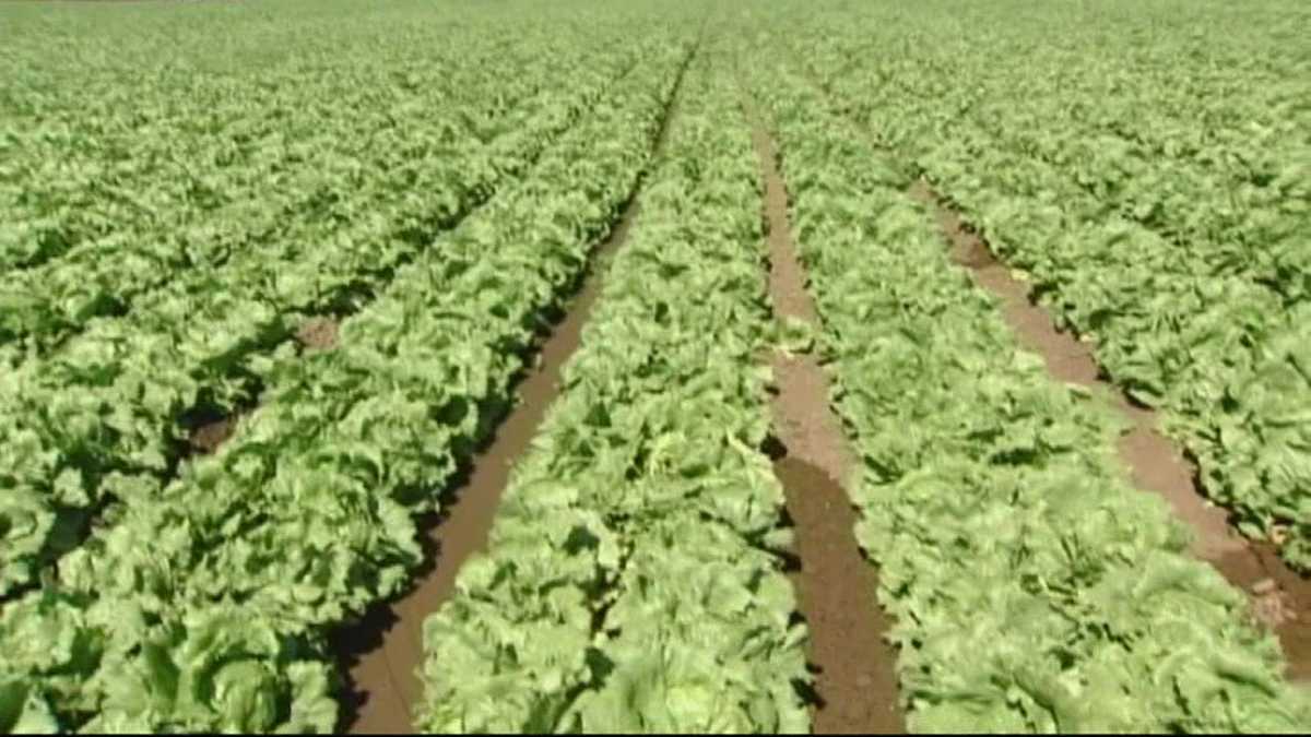 Warmer temperatures impacting lettuce crops in Salinas Valley