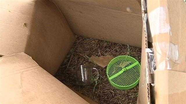 Madison snake escape