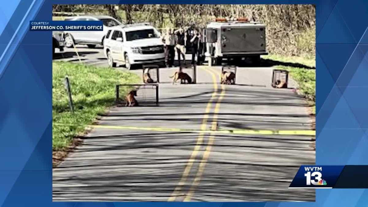 Animal advocates blame irresponsible breeders for recent deadly dog attack