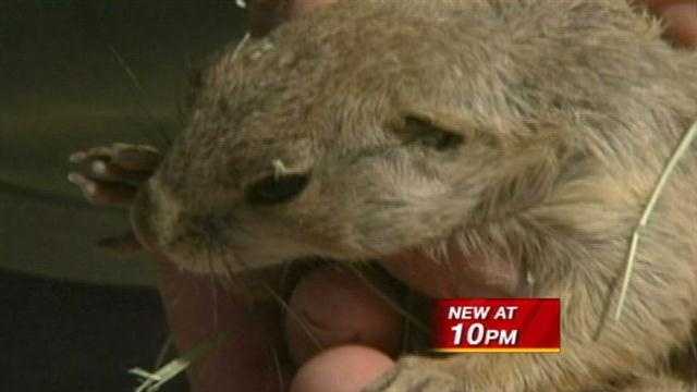 Prairie Dog Shooting