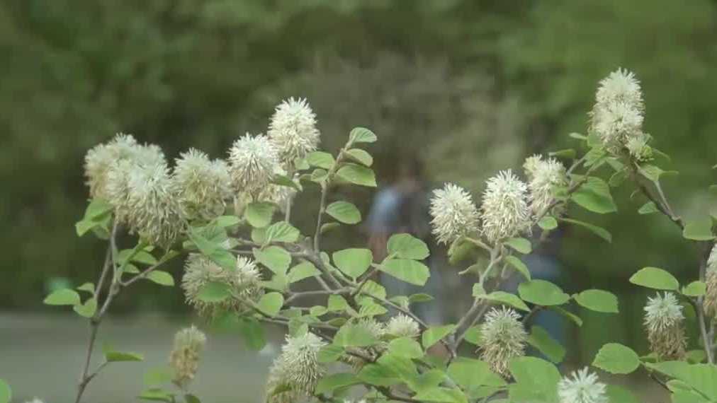 Agriculture and harvesting in Iowa play a factor in allergy season