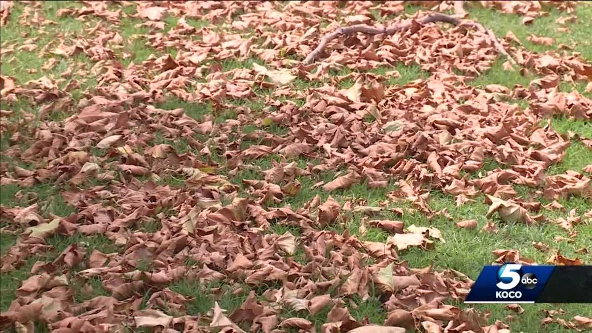 Trees suffer, lose leaves from extreme heat in Oklahoma