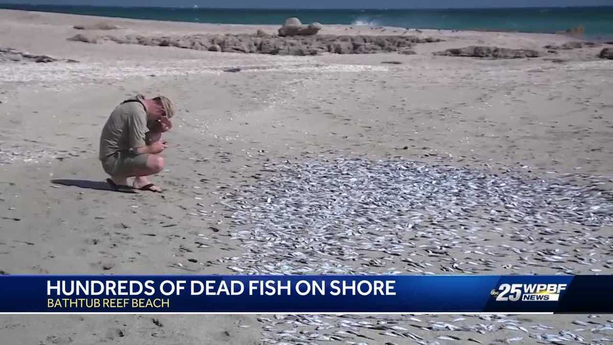 Hundreds of dead fish wash ashore in Stuart