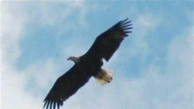 Reward offered in bald eagle killing