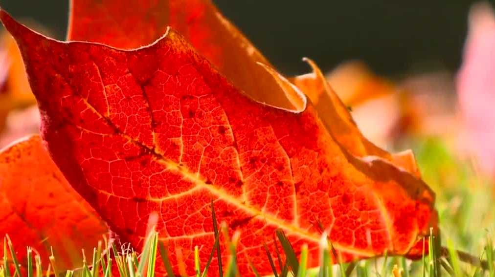 Fall leaves hit peak color across Iowa