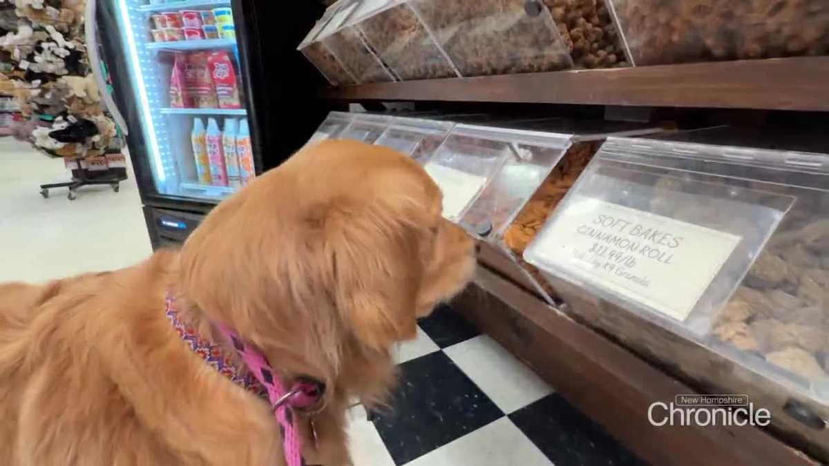 NH Chronicle: Four Your Paws Only delights furry friends