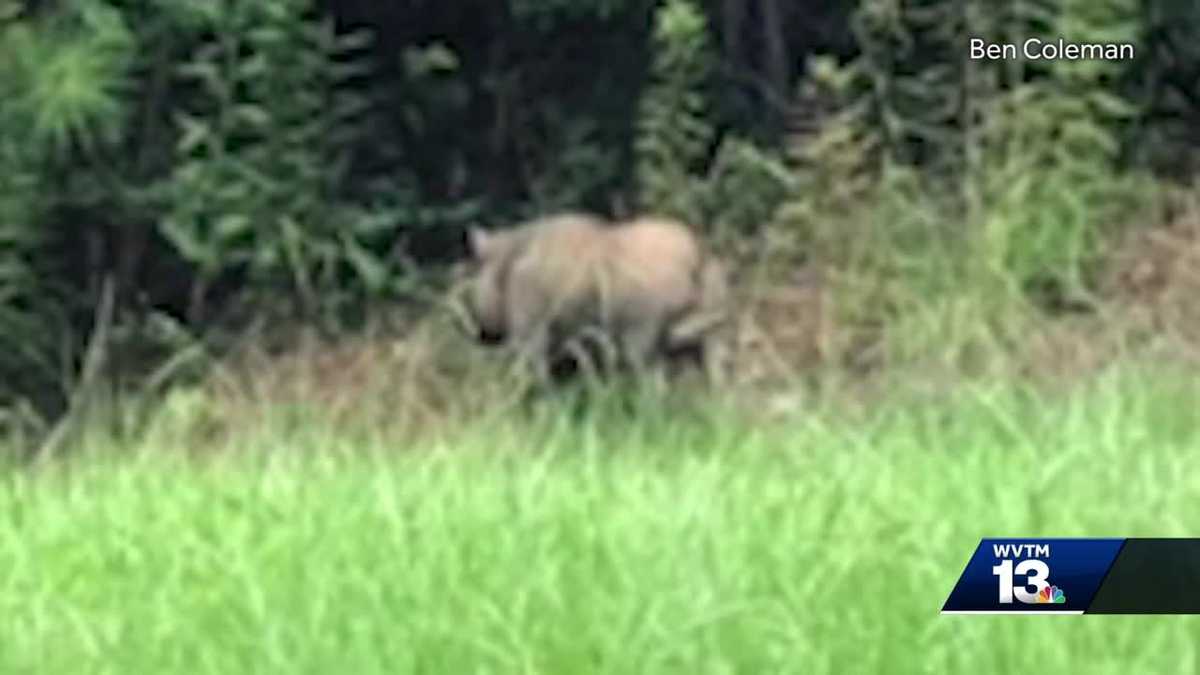 Hoover animal control targeting feral hogs in Trace Crossings