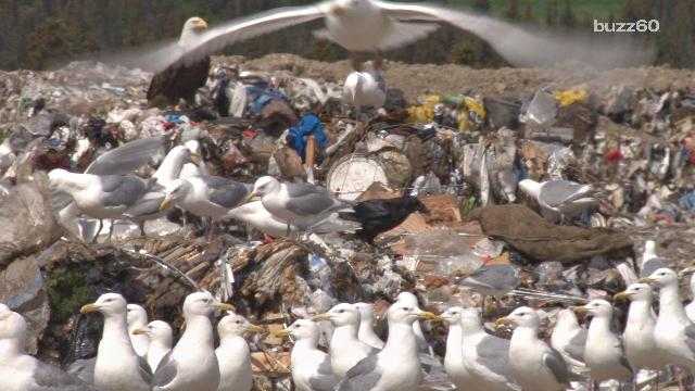This is Why Seabirds Eat Plastic Floating in the Ocean