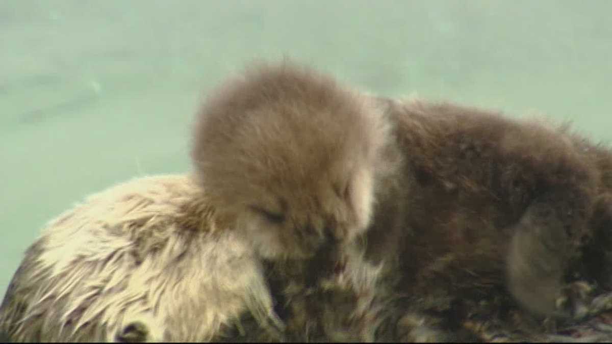 Otter gives birth to pup at Monterey Bay Aquarium